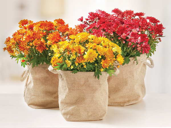Mum Centerpieces At Weddings